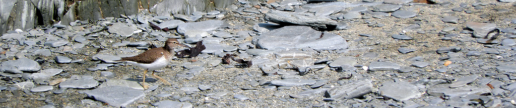 Lundy Bird Observatory - Merchandise