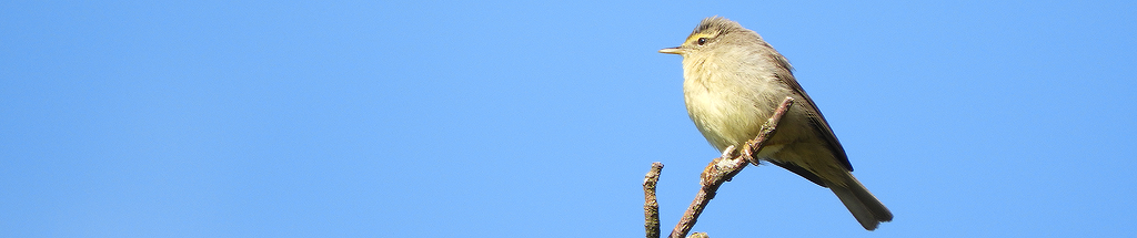 Lundy Bird Observatory - Merchandise