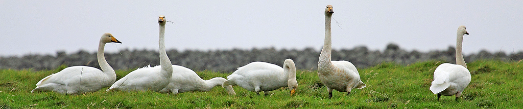 Lundy Bird Observatory - Merchandise