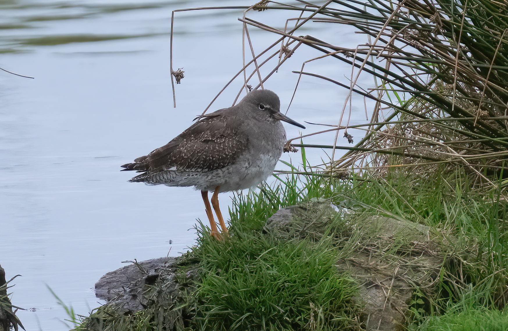 Lundy Bird Observatory - Home