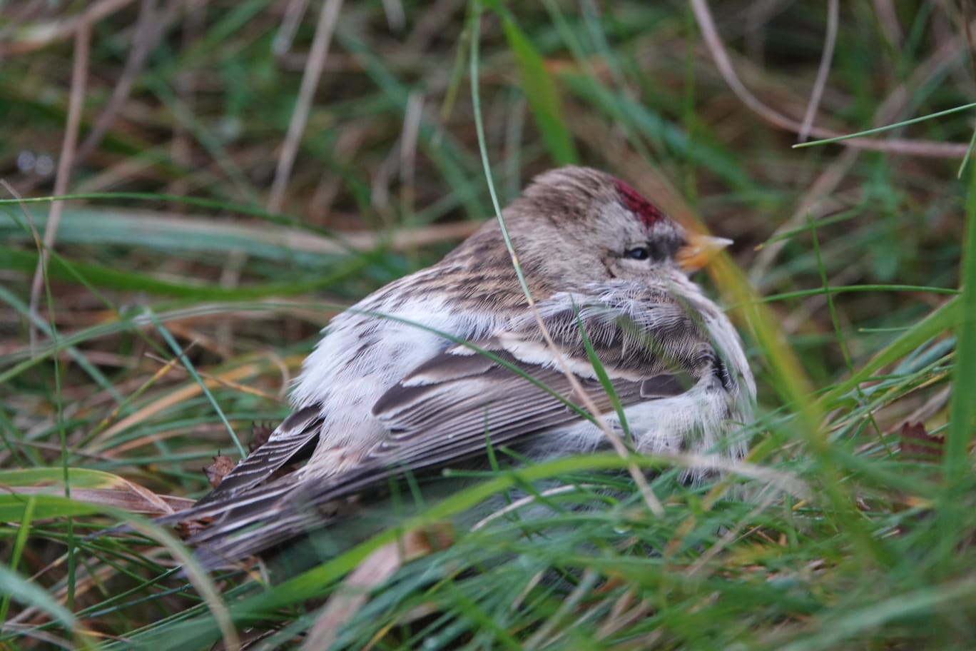 Lundy Bird Observatory - Home