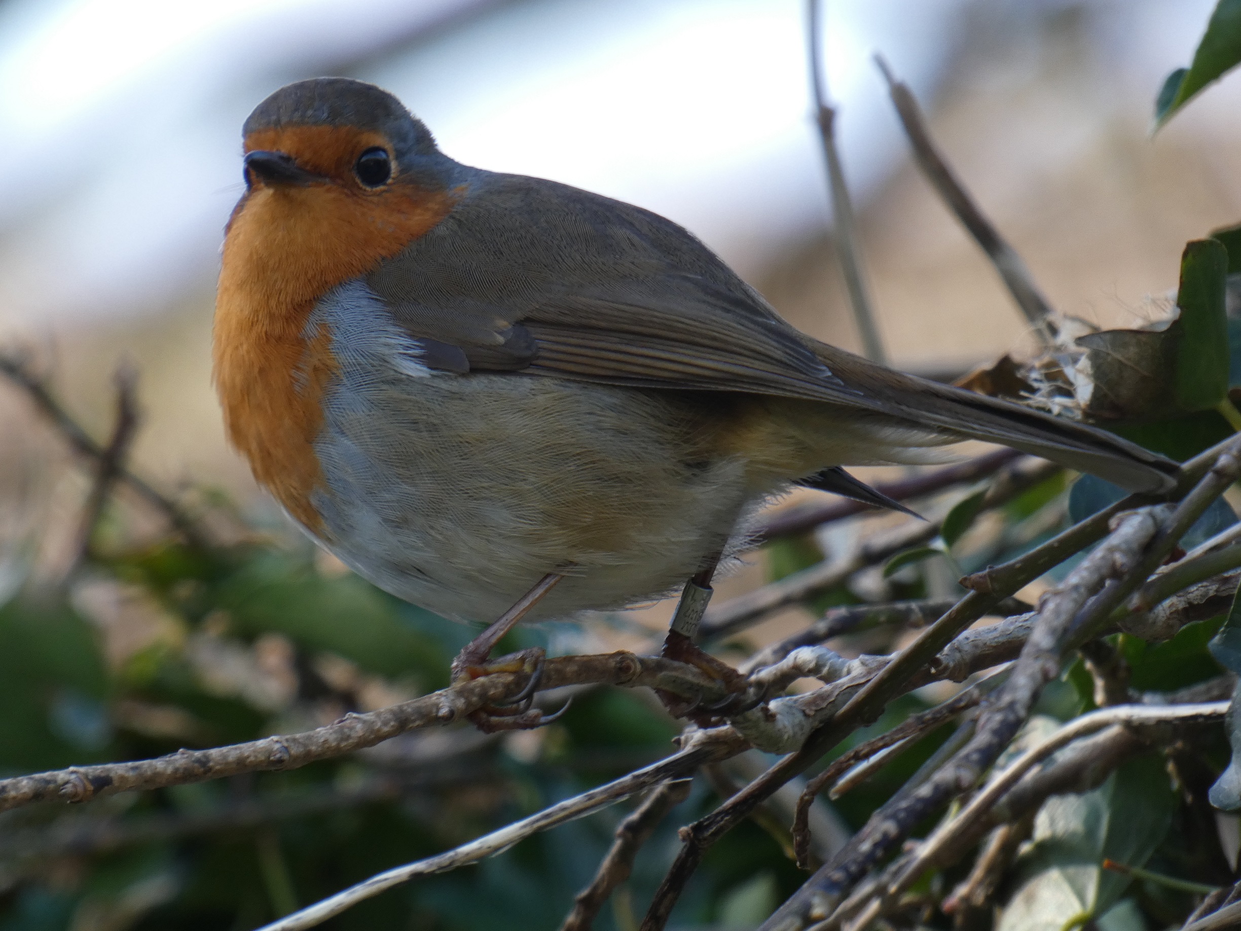Lundy Bird Observatory - Home
