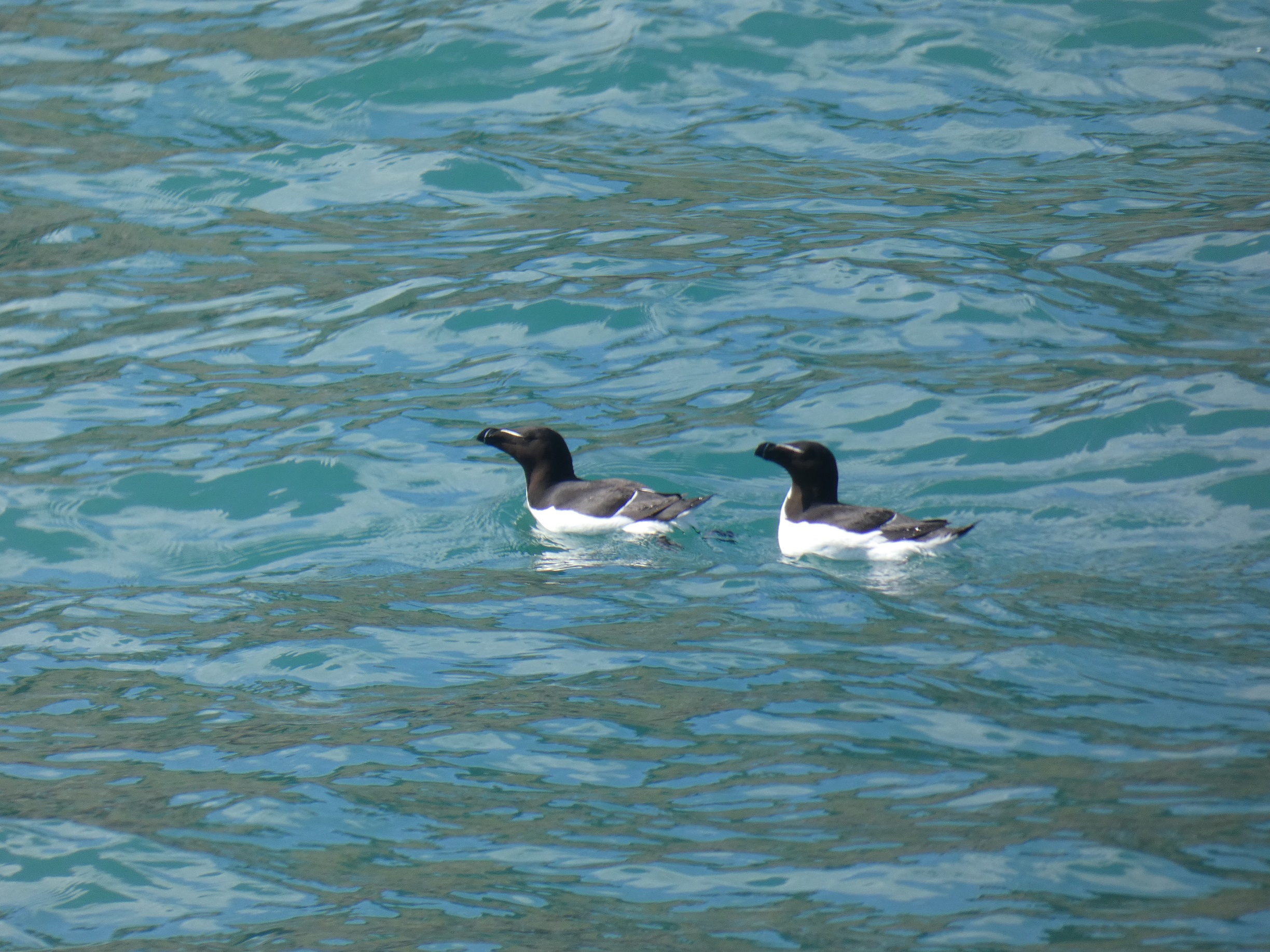 Lundy Bird Observatory - Home