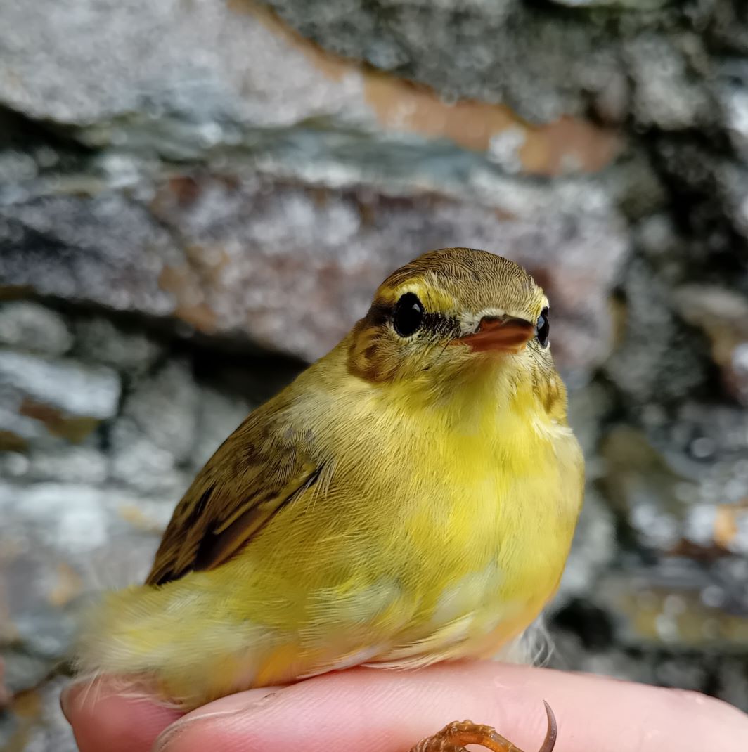 Lundy Bird Observatory - Home